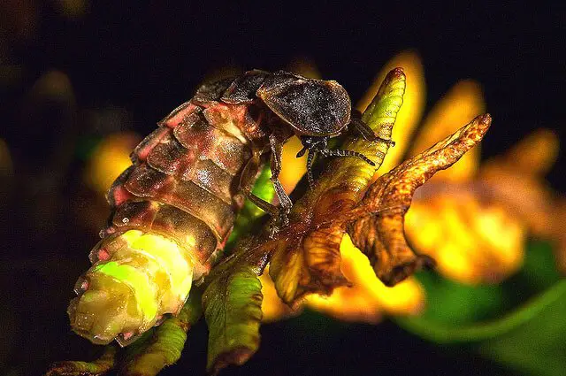 Glow Worm - Description, Habitat, Image, Diet, and Interesting Facts