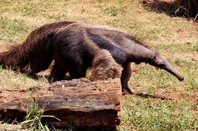 Anteater Descriptions, Habitats, Images, Diets, and Interesting Facts