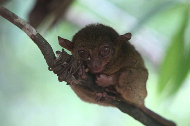 Tarsier - Description, Habitat, Image, Diet, and Interesting Facts