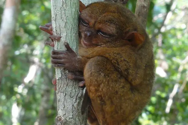 Tarsier - Description, Habitat, Image, Diet, and Interesting Facts