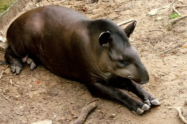 Tapir - Descriptions, Habitats, Images, Diets, and Interesting Facts