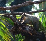 Coati - Description, Habitat, Image, Diet, and Interesting Facts