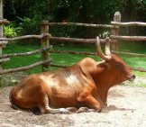 Zebu - Description, Habitat, Image, Diet, and Interesting Facts