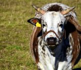 Zebu - Description, Habitat, Image, Diet, and Interesting Facts