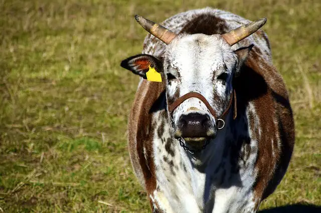 Zebu - Description, Habitat, Image, Diet, and Interesting Facts