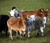 Zebu - Description, Habitat, Image, Diet, and Interesting Facts