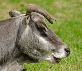 Zebu - Description, Habitat, Image, Diet, and Interesting Facts