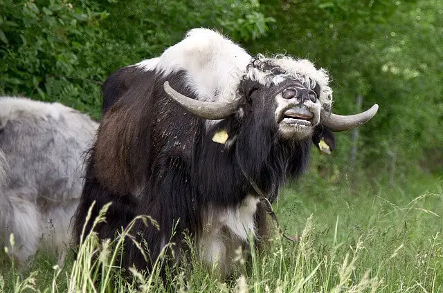 Yak - Description, Habitat, Image, Diet, and Interesting Facts