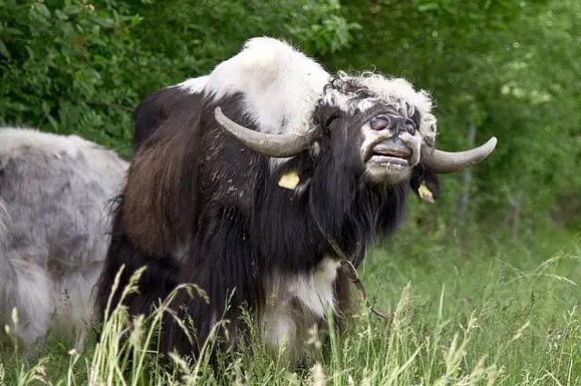 Yak - Description, Habitat, Image, Diet, and Interesting Facts