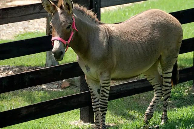 Zonkey - Description, Habitat, Image, Diet, and Interesting Facts
