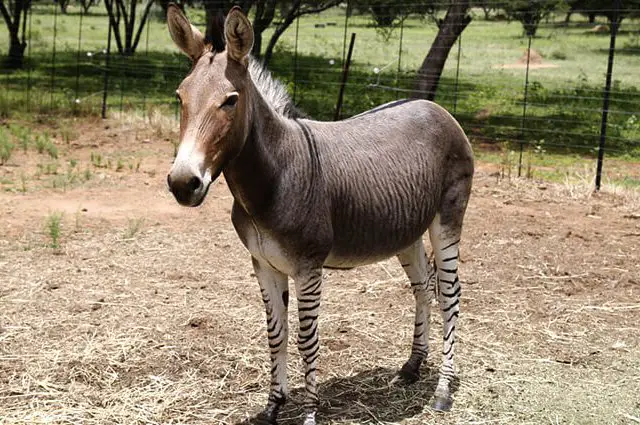 Zonkey - Description, Habitat, Image, Diet, and Interesting Facts