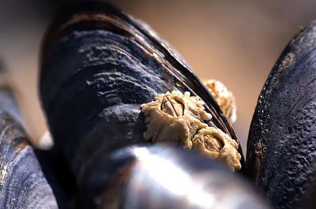 Barnacle - Description, Habitat, Image, Diet, and Interesting Facts