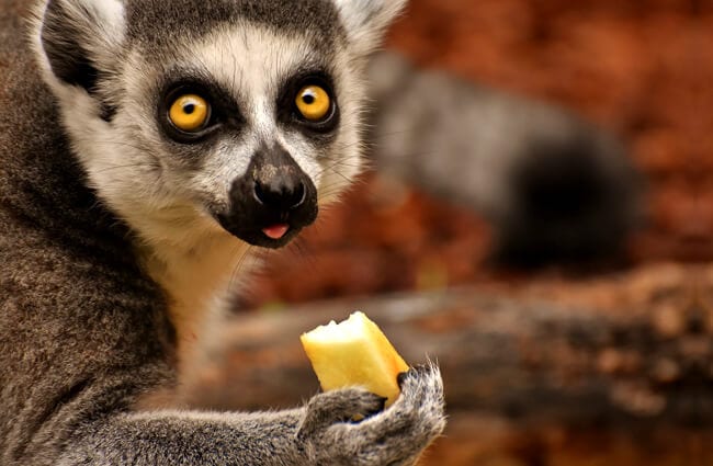 Lemur - Description, Habitat, Image, Diet, and Interesting Facts