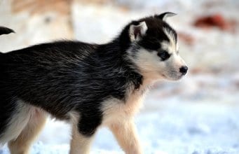 Siberian Husky - Description, Energy Level, Health, Image, and ...
