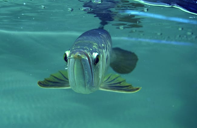 Arowana - Description, Habitat, Image, Diet, and Interesting Facts