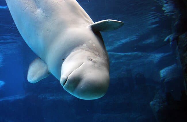 Beluga Whale - Description, Habitat, Image, Diet, and Interesting Facts