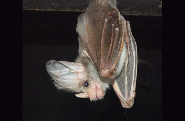 Ghost Bat - Description, Habitat, Image, Diet, and Interesting Facts