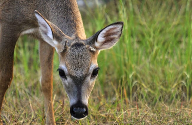 Golden Retriever - Description, Energy Level, Health, and Interesting Facts