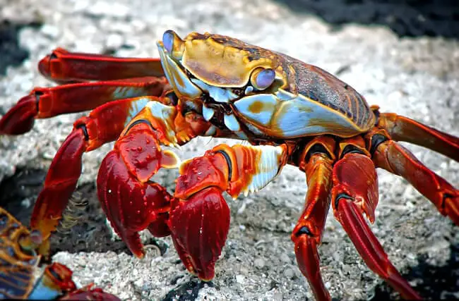 Lobster - Description, Habitat, Image, Diet, and Interesting Facts