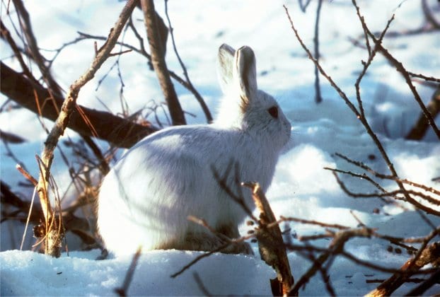 Nine Awesome Defenses Animals Use to Avoid Predators - Animals Network