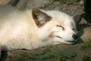 Hibernation, Aestivation and Brumation: Three Ways Animals Wait Out Bad ...