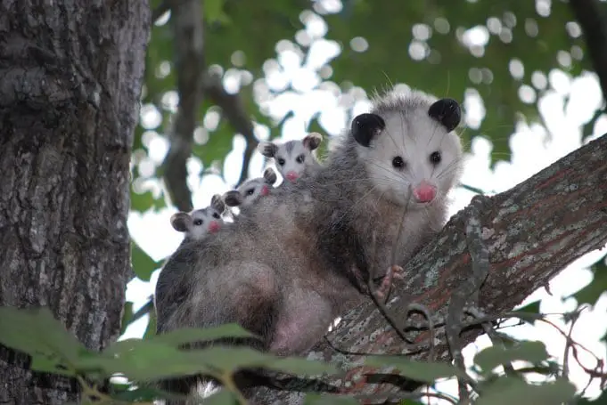 Nine Awesome Defenses Animals Use to Avoid Predators - Animals Network