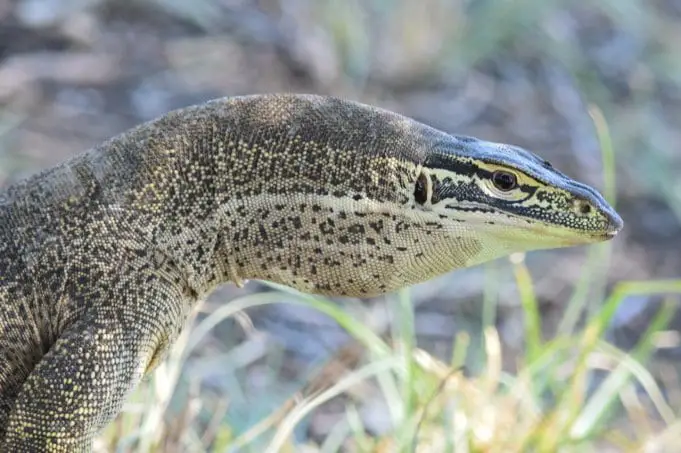 Nine Awesome Defenses Animals Use to Avoid Predators - Animals Network