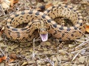 Nine Awesome Defenses Animals Use to Avoid Predators - Animals Network