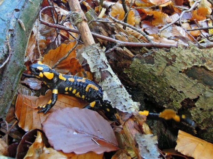 Hibernation, Aestivation and Brumation: Three Ways Animals Wait Out Bad ...