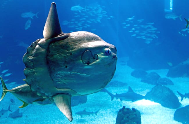 Sunfish Description Habitat Image Diet And Interesting Facts