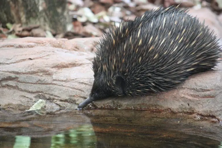 Monotremes: Incredible Mammals Who Lay Shelled Eggs