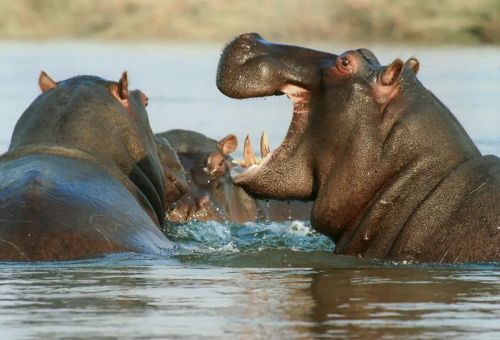 Chomp: Five of the Strongest Bites in the Animal Kingdom