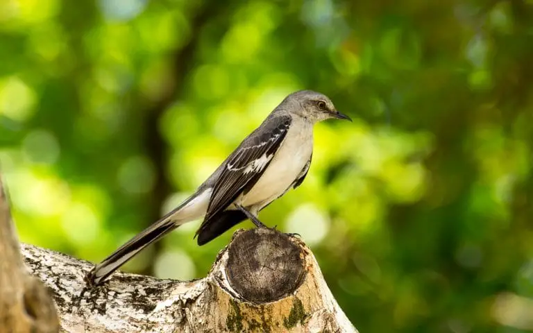 Mimicry: Deception Helps Many Animals Survive in the Natural World