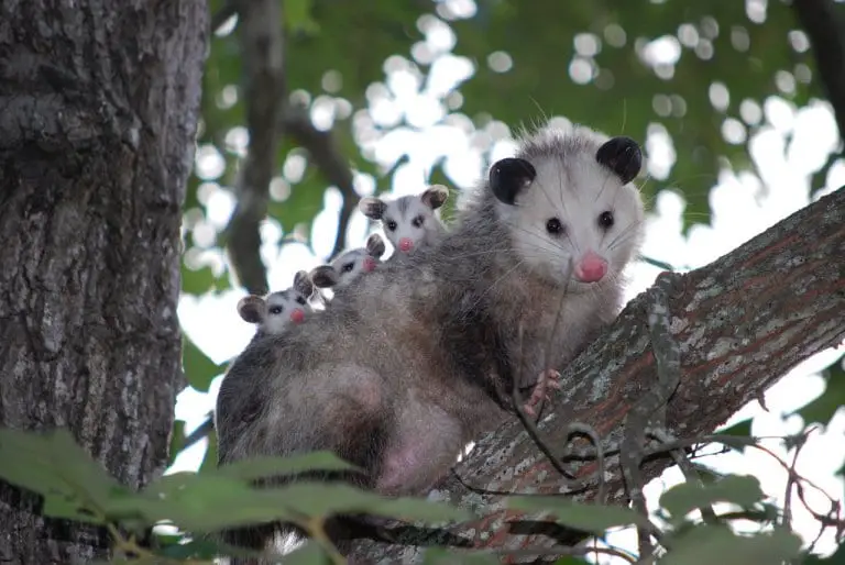 Marsupials: Pouched Mammals from Around the World