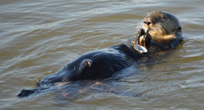 Handy Animals: Four Species That Use Tools to Survive