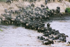 Migration: Animals Often Travel to Make Life Easier
