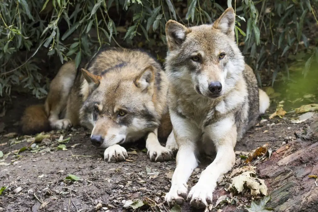 Six Important Differences Between Dogs and Wolves - Animals Network
