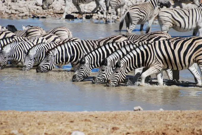 Migration: Animals Often Travel to Make Life Easier