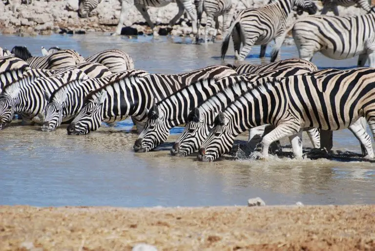 Migration: Animals Often Travel to Make Life Easier