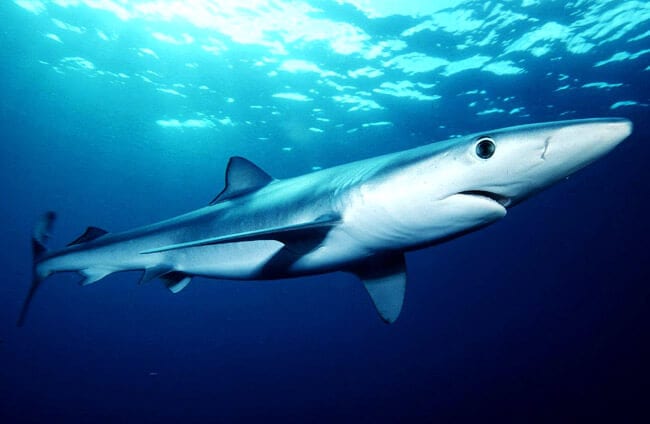 Blue Shark - Description, Habitat, Image, Diet, and Interesting Facts