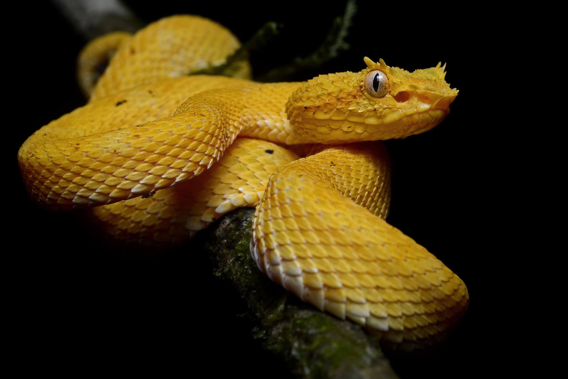 Peculiar Pets: Four Surprising Species People Keep as Pets