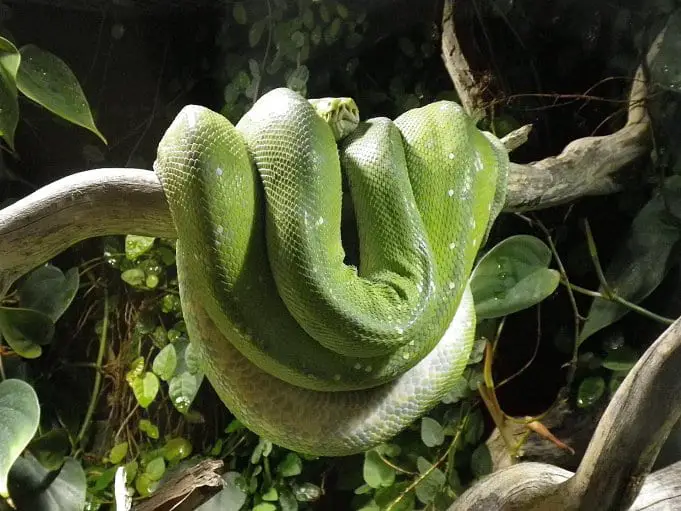 Camouflage: Hiding in Plain Sight from Predators and Prey
