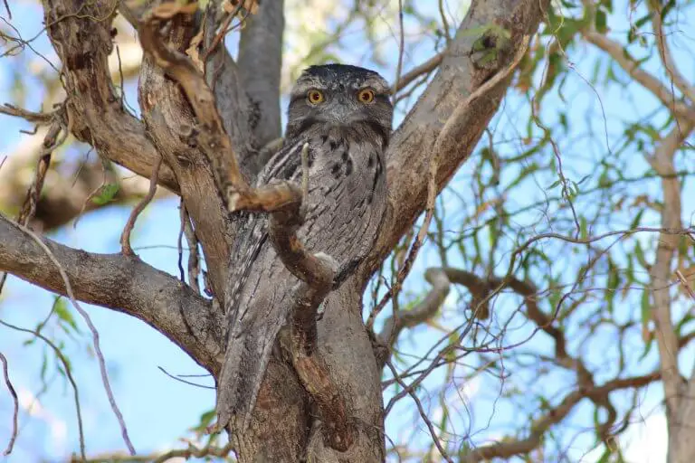 Camouflage: Hiding in Plain Sight from Predators and Prey