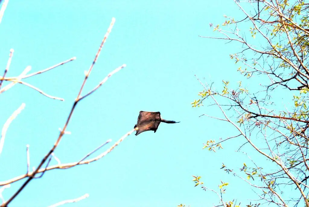 Six Amazing Adaptations That Help Animals Survive - Animals Network