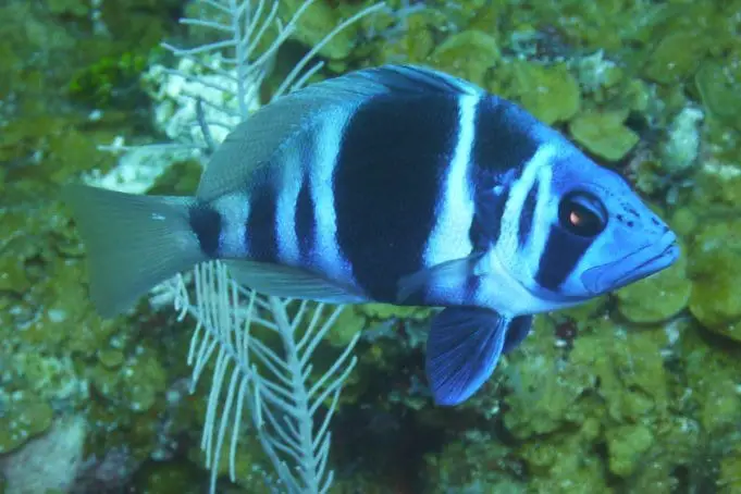 Hermaphroditic Animals: Male and Female at the Same Time