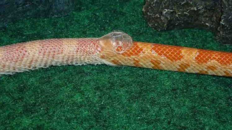 Molting: The Method Animals Use to Replace Their Skin