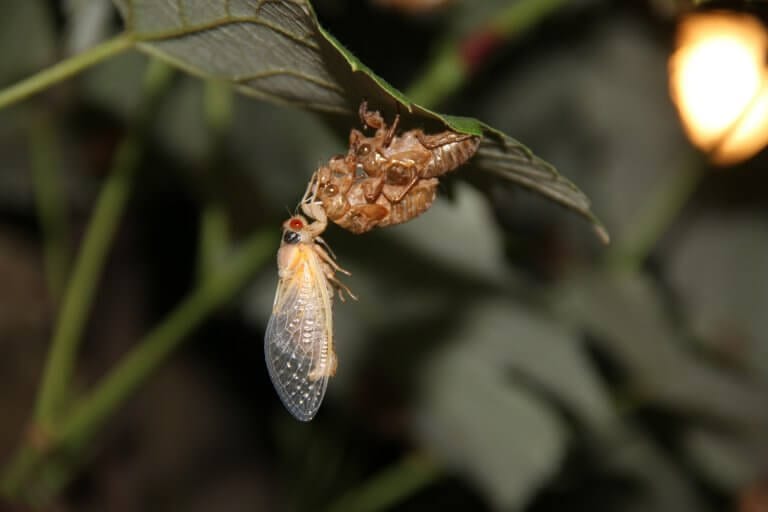 Molting: The Method Animals Use to Replace Their Skin
