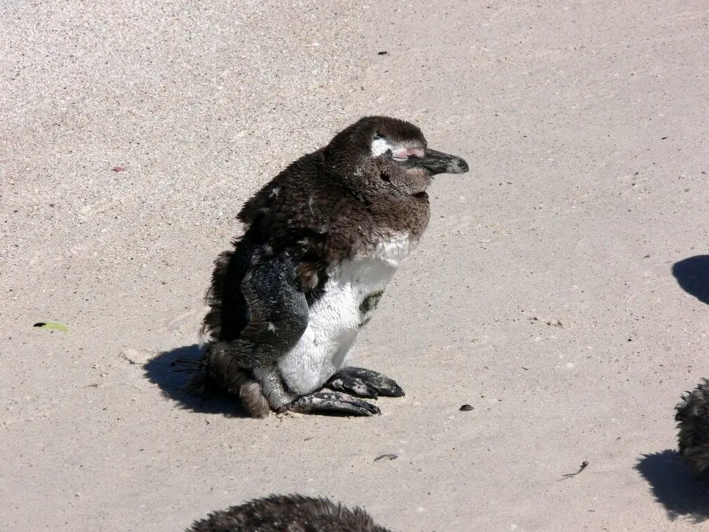 Molting: The Method Animals Use to Replace Their Skin