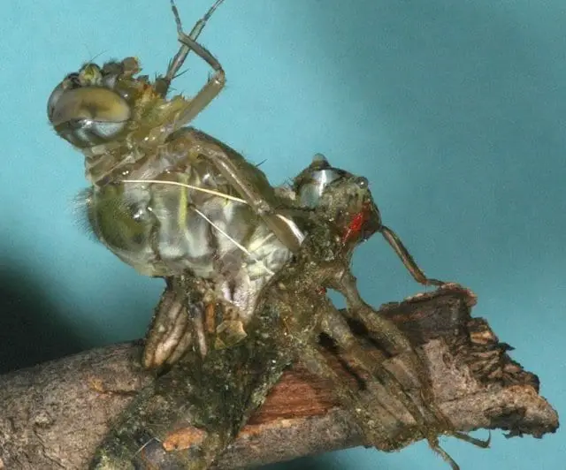 Molting: The Method Animals Use to Replace Their Skin