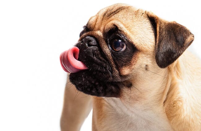 Pug - Description, Energy Level, Health, Image, and Interesting Facts